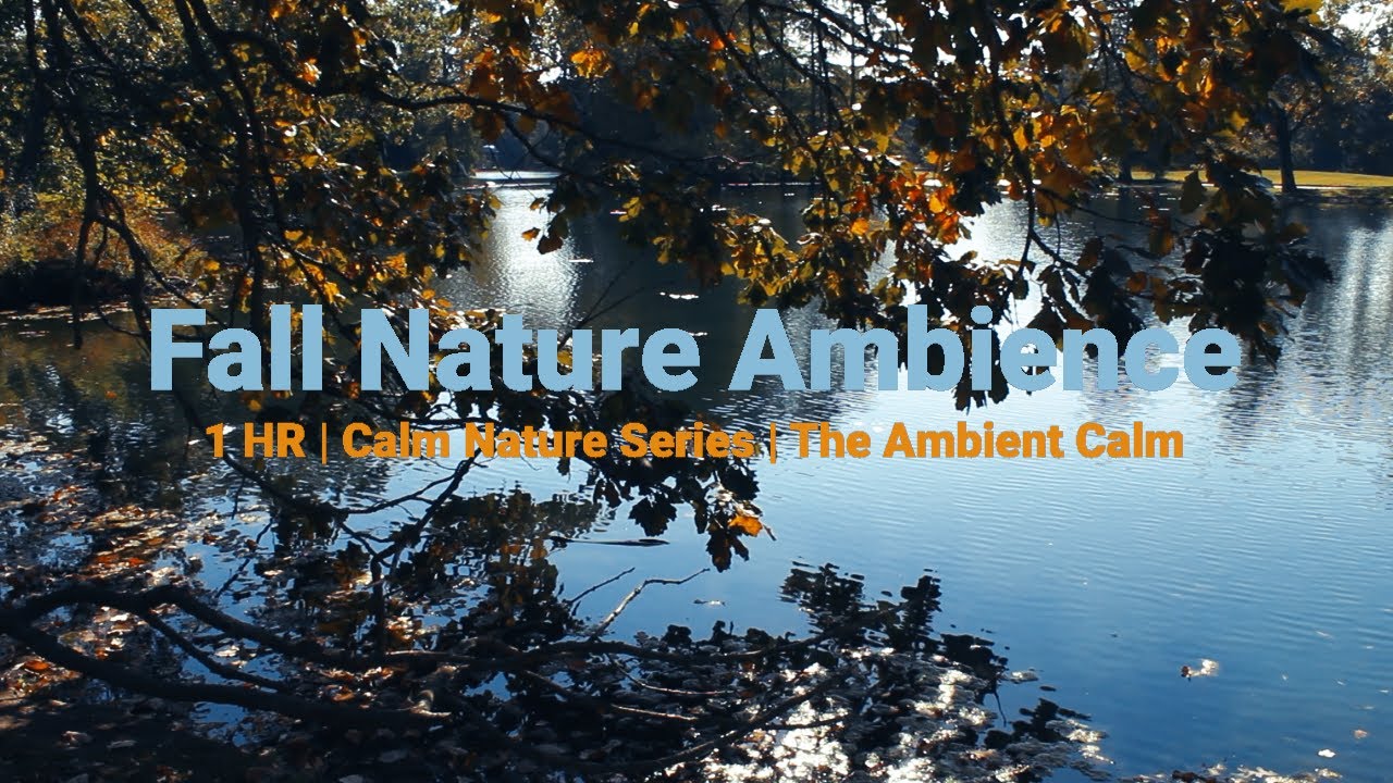Fall Nature Ambience | 60 Mins Calm Nature Series | The Ambient Calm ...