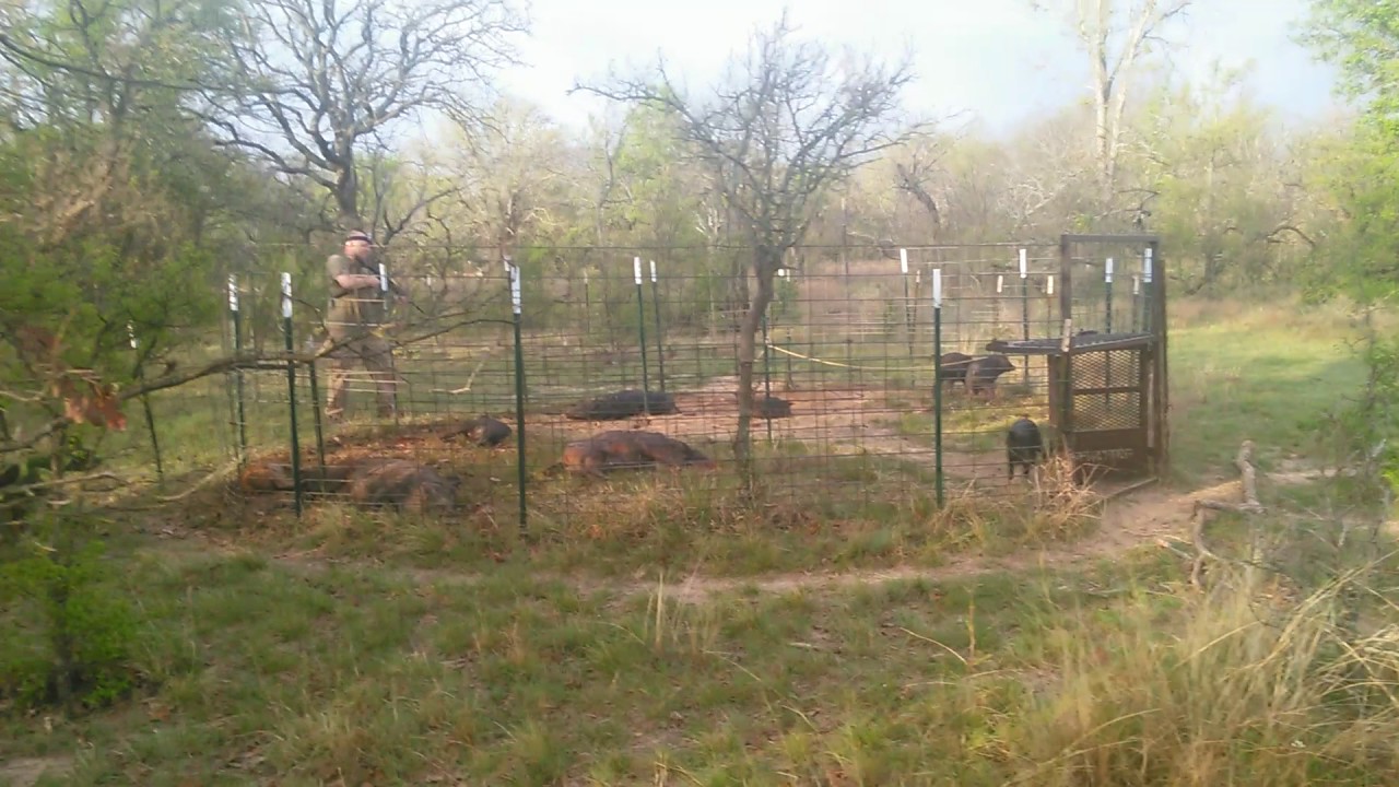 Hog Slaughter - YouTube