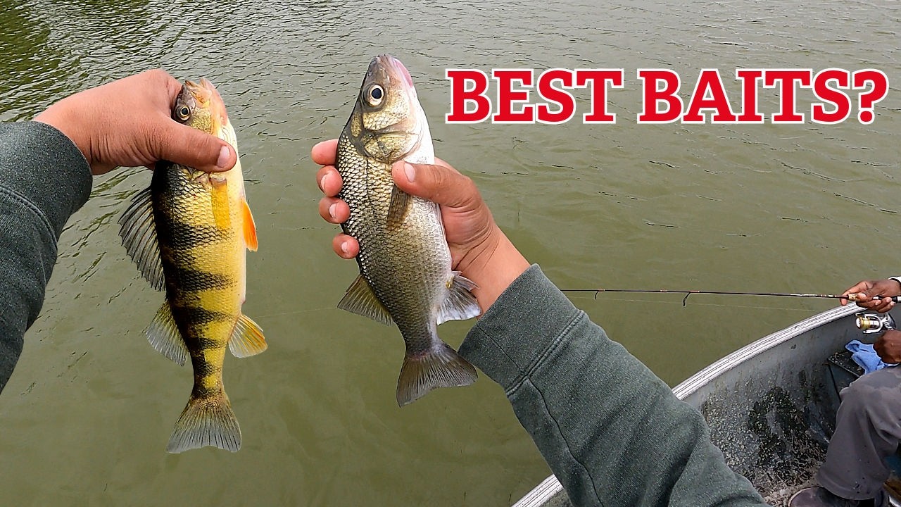 What Lure CATCHES More Fish? Berkley Gulp or 6th Sense Paddle tails ...