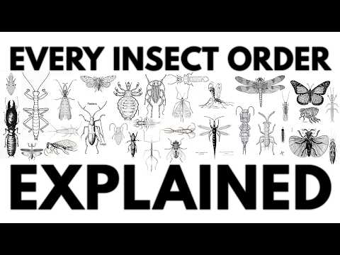 Every Insect Order Explained ASMR (rainy day-no music)