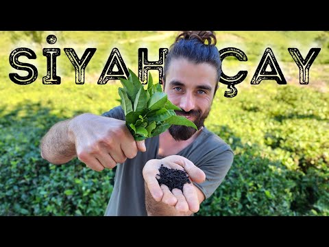 EL YAPIMI SİYAH ÇAY | ÇAY NASIL DEMLENİR?