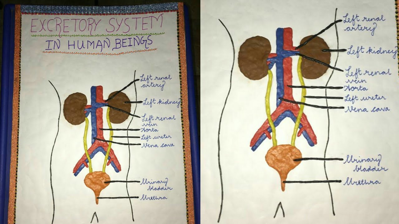Excretory System Model using clay | Excretory System Model | Clay model ...