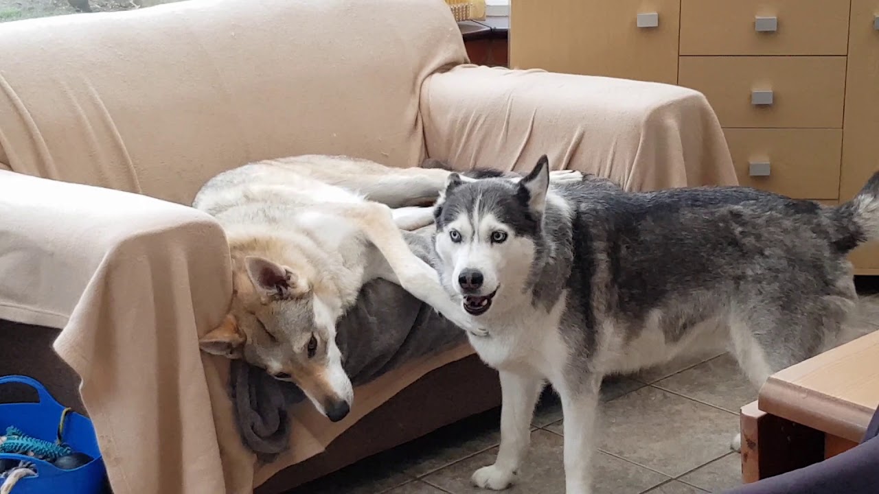 Skye Siberian Husky and Tala Czechoslovakian Vlcak Wolfdog play indoors ...