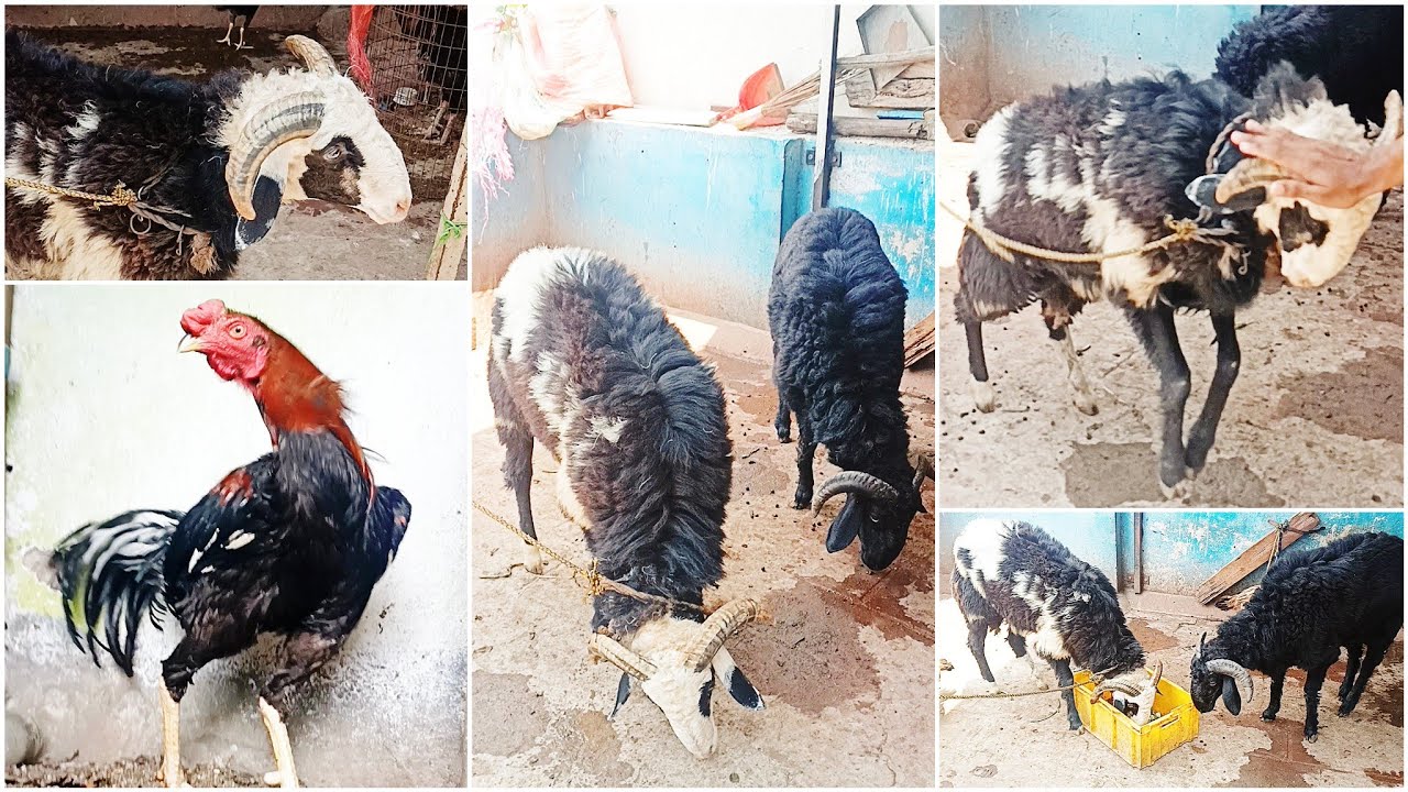 NEW SHEEP AND CHICKS !!!! | MUTTU KEDA | TAMIL | AFFAN TIMES - YouTube