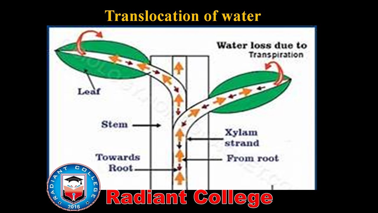 Bot-402 plant physiology and ecology lec 3 Translocation of water - YouTube
