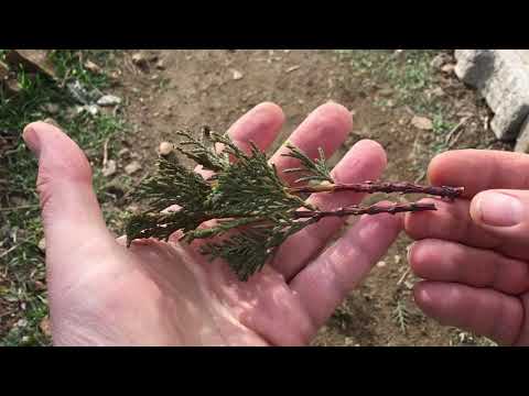LEYLANDİDEN ÇELİK NASIL ALINIR ?  NASIL ÇOĞALTILIR ?(Cupressus Leylandi)