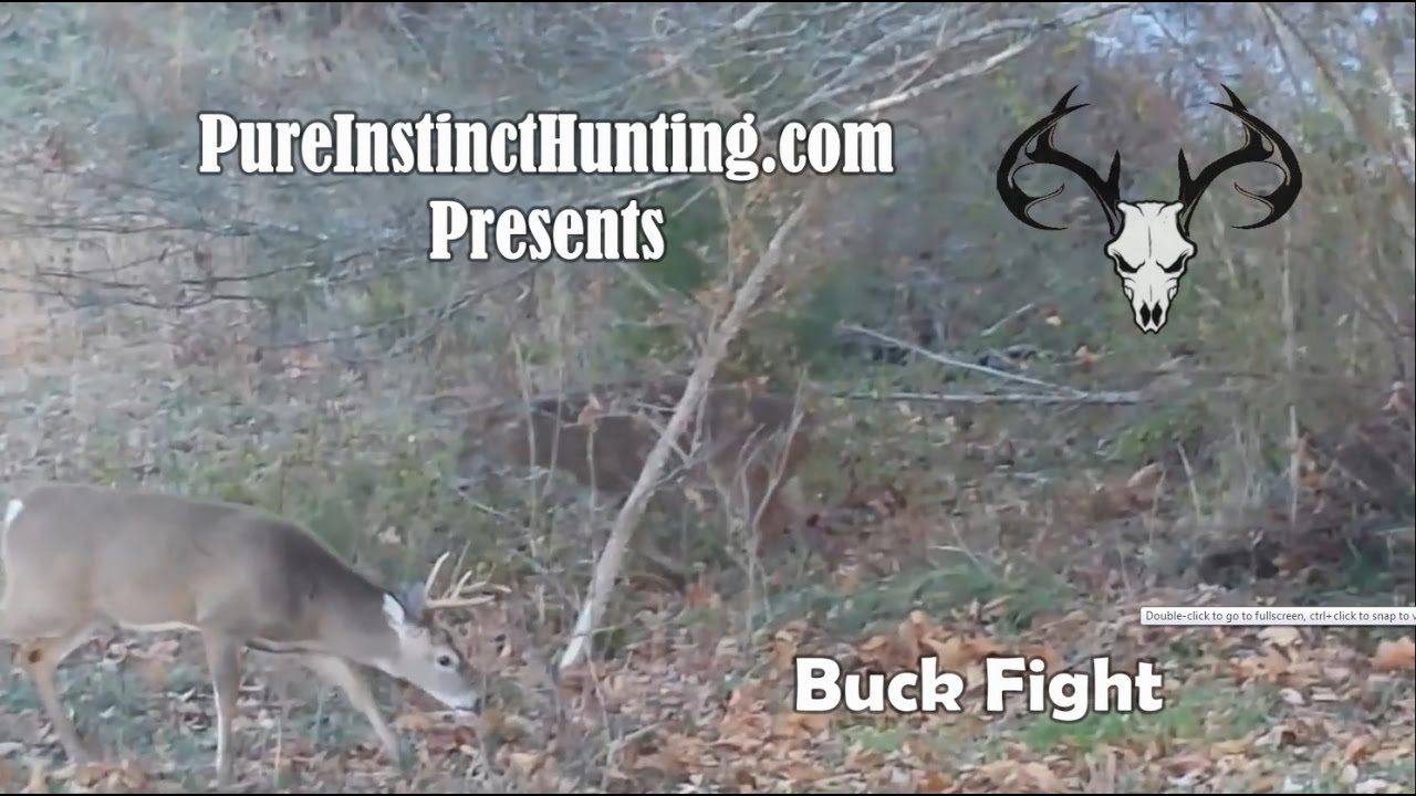 Whitetail Bucks Fighting During The Rut - YouTube