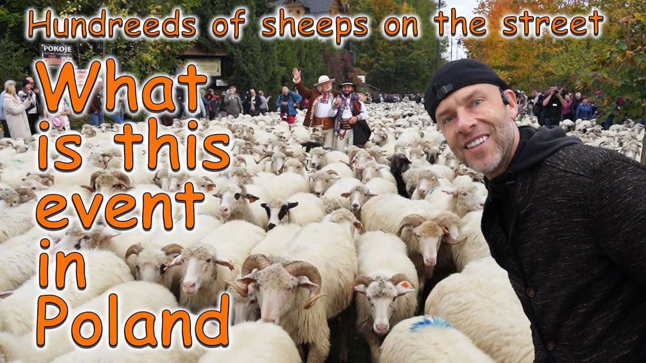 Beautiful event in Poland Trailing of the Sheep in Szczawnica #animals ...