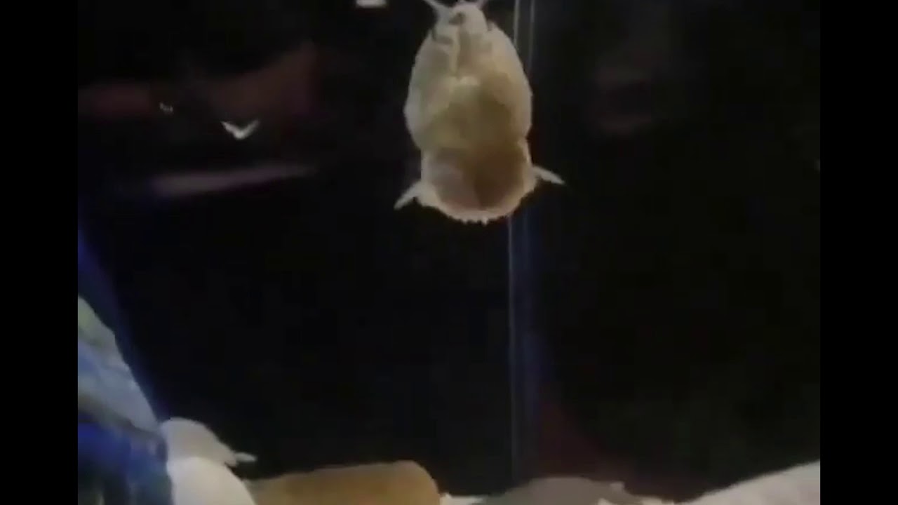 Isopod Meme - YouTube