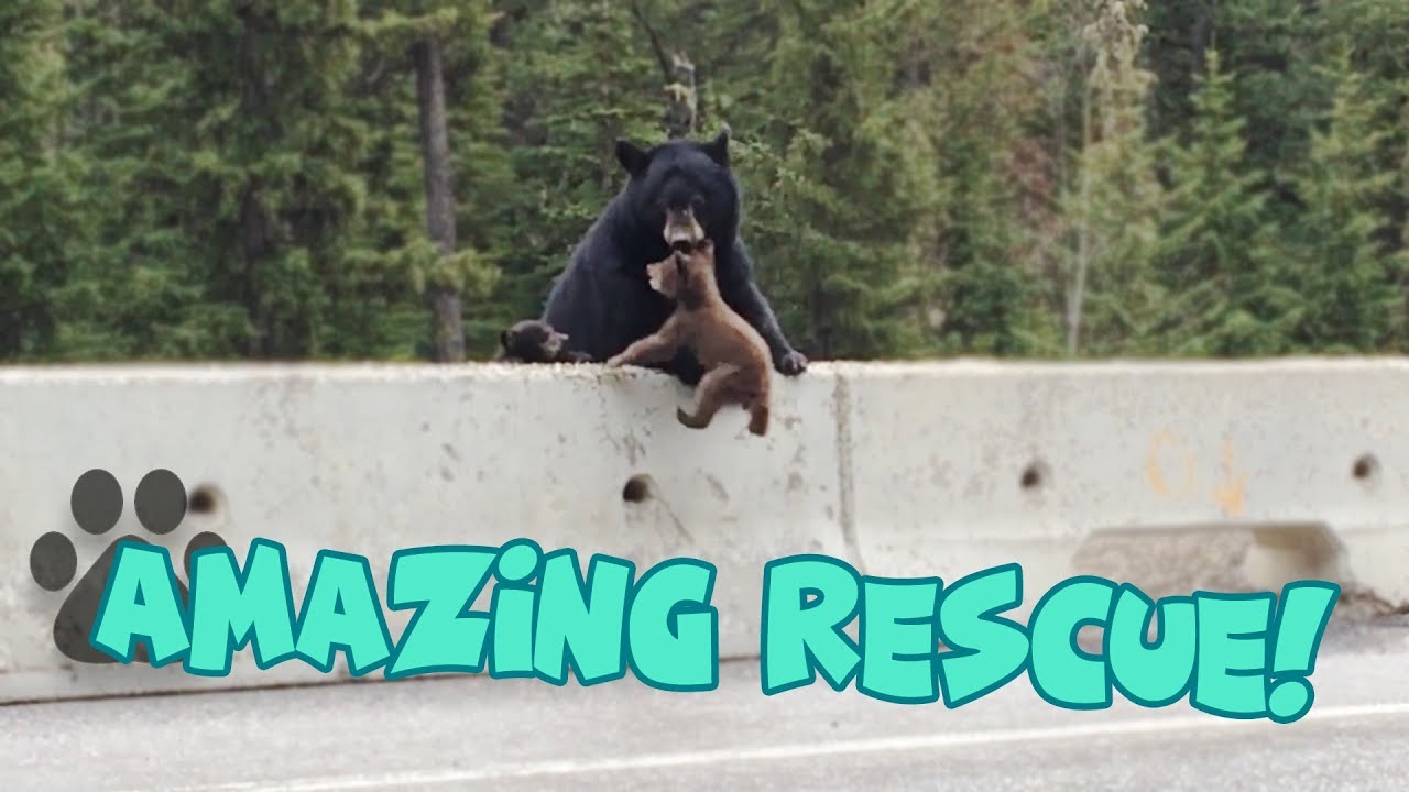 motorway rescue service Mother Bear Rescues her Cub From Motorway - at musc