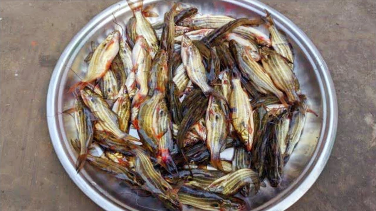Aaj Banega Tengra machli ! Tengra fish curry ! Fish curry ! vlog video ...