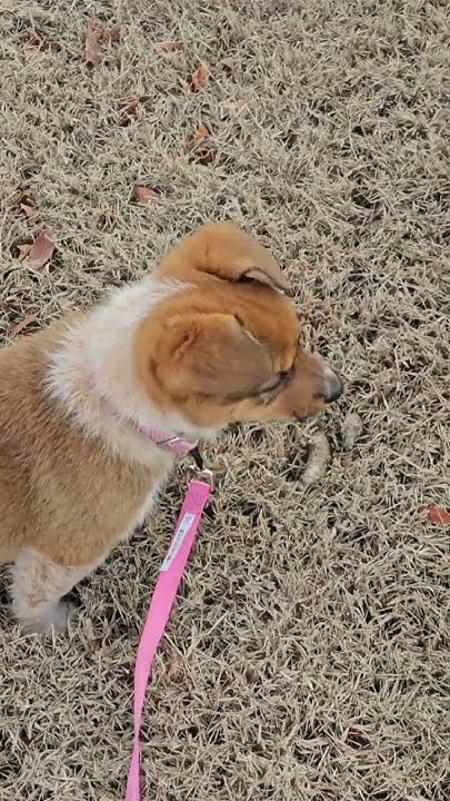 this 1s 4 the dogz - YouTube