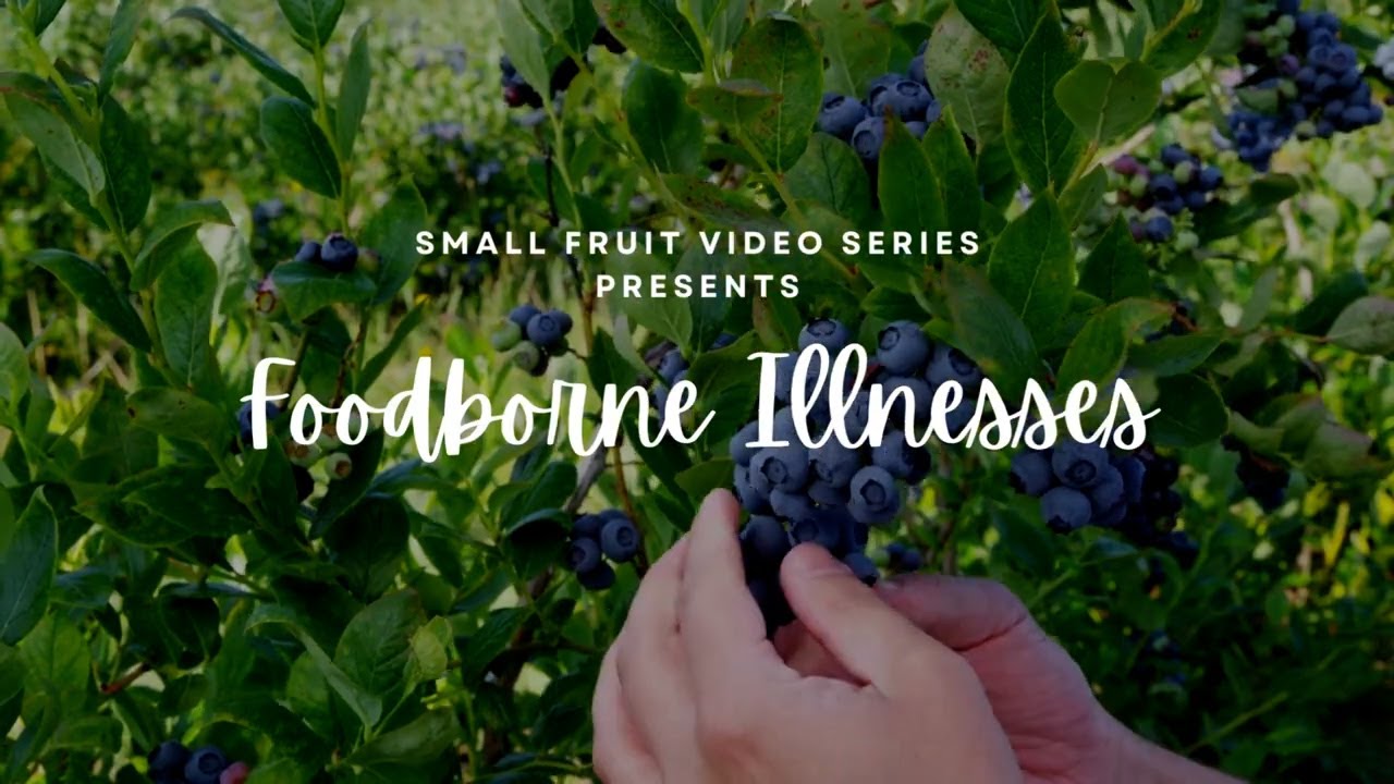 Small Fruits Video Series: Foodborne Illnesses - YouTube