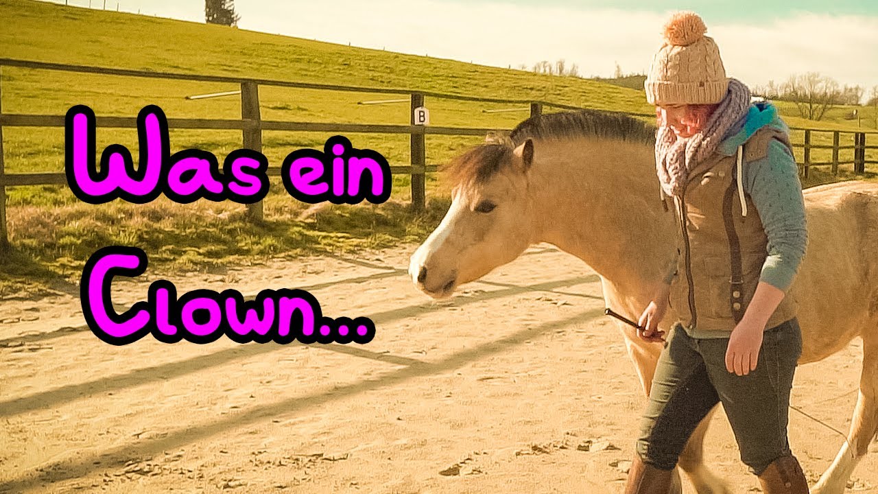 Kunststückchen üben mit Clown Bae 🦄 Welsh A in Action - YouTube