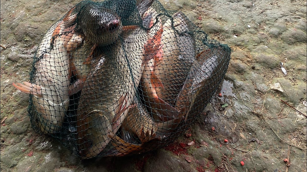 mancing ikan rohu kolam haji abas, alhamdulilah banyak rezeki hari ini ...