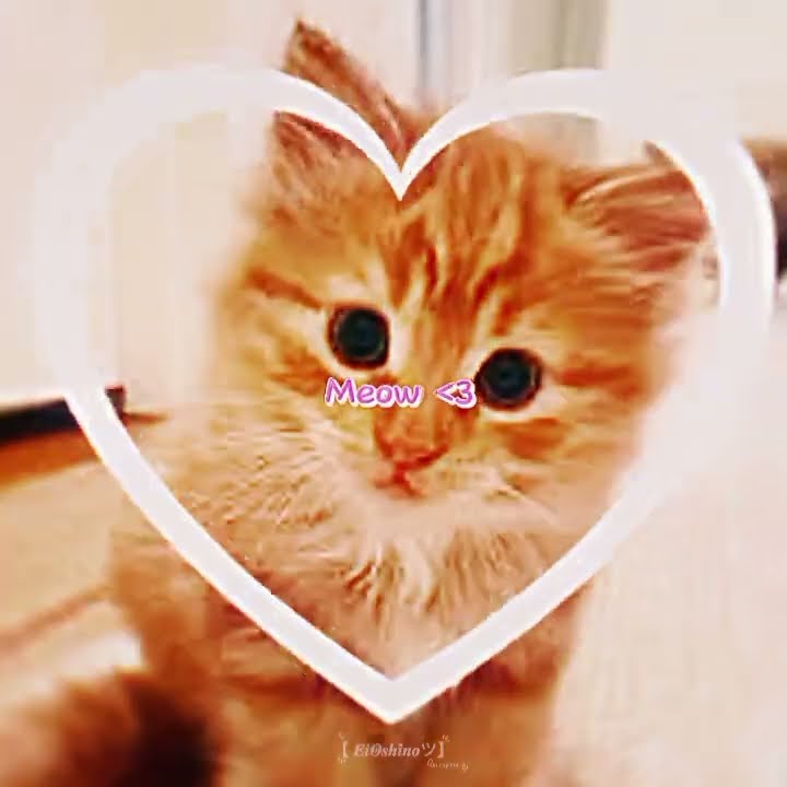 ginger cat edit #gingercatfunnyvideos - YouTube
