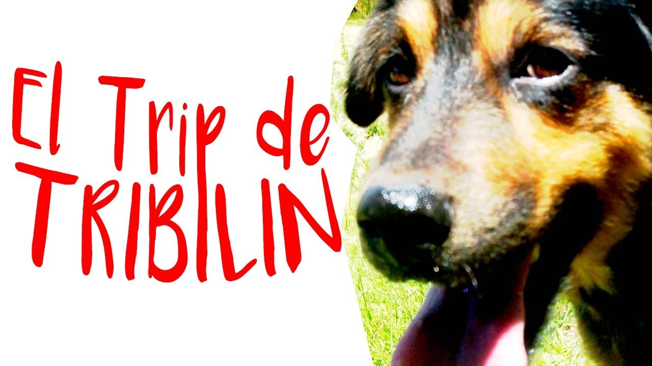 EL TRIP DE TRIBILIN de la ciudad al campo 🌵 PERROS FELICES 🐶 - YouTube
