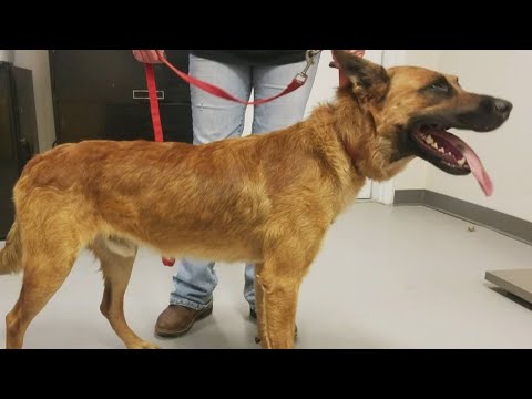 New Mexico town euthanizes dog for killing multiple goats, sheep