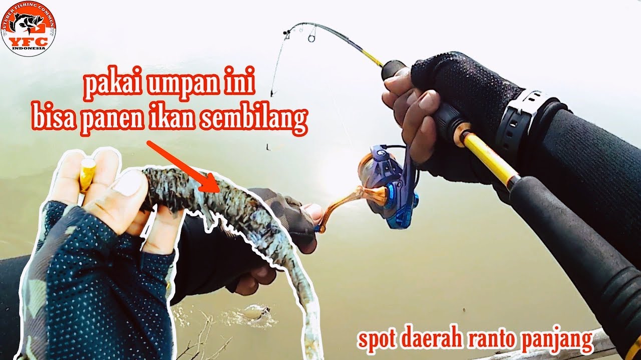 Mancing di ranto panjang pakai umpan pun pun sarang | panen ikan ini ...