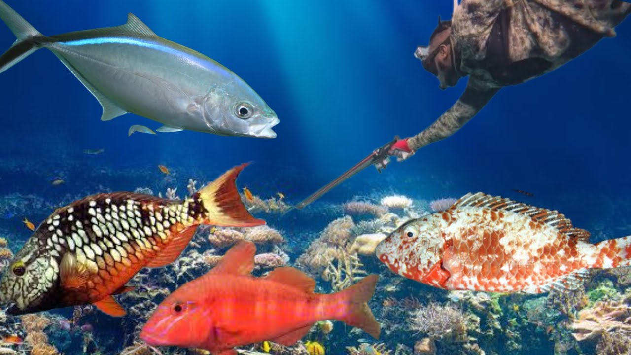 Hunting Fish For Dinner Click & Enjoy Catch and Cook - YouTube