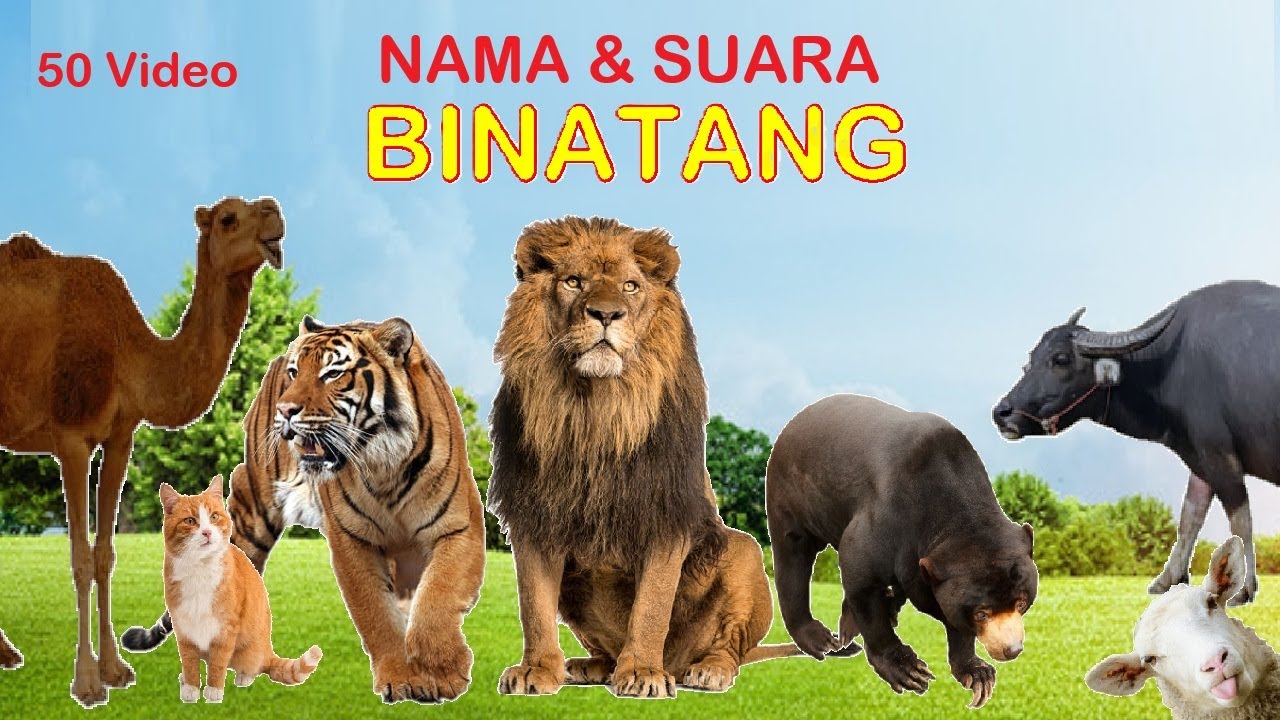 50 Binatang dengan suaranya (bagian 5) hewan-hewan Dengan Suaranya ...