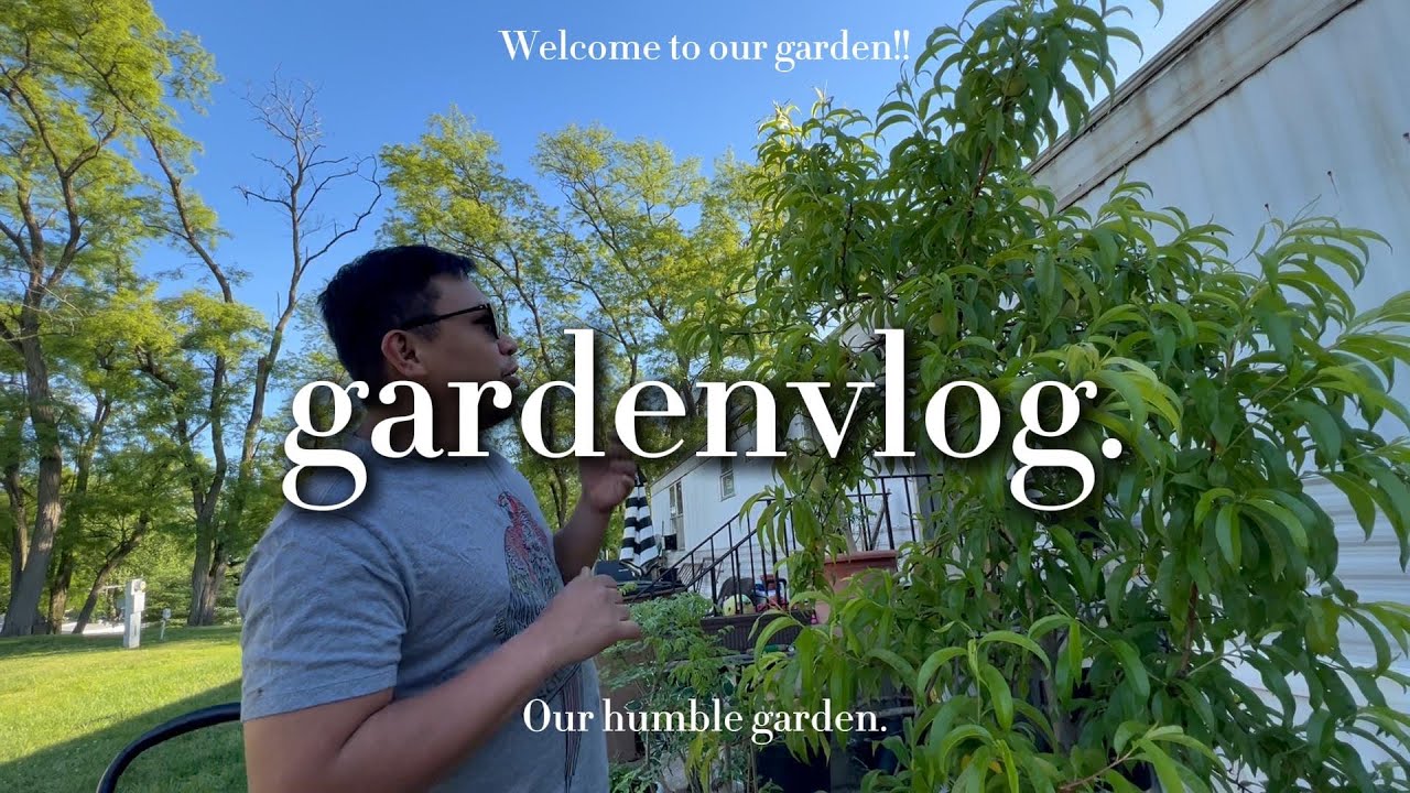 Peach + kamunggay + lemonsito In our garden - YouTube