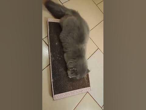 Отличный подарок маленькому другу!!😻 - YouTube