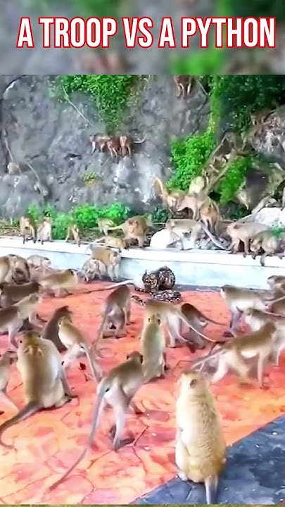 Python Ambushes a Group of Monkeys 🙊 🙊: Python and a Troop #shorts # ...