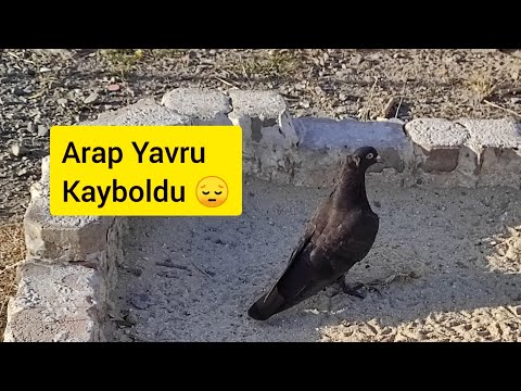 SON OYNATTIĞIMIZ ARAP TAKKALI YAVRU KAYBOLDU - Taklacı güvercin Oyunkuşu