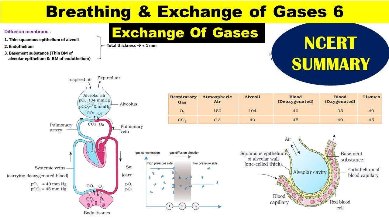 Breathing 6 | Exchange of Gases | Exchange of O2 & CO2 | Respiratory ...