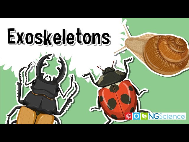 Exoskeleton Insects Diagram