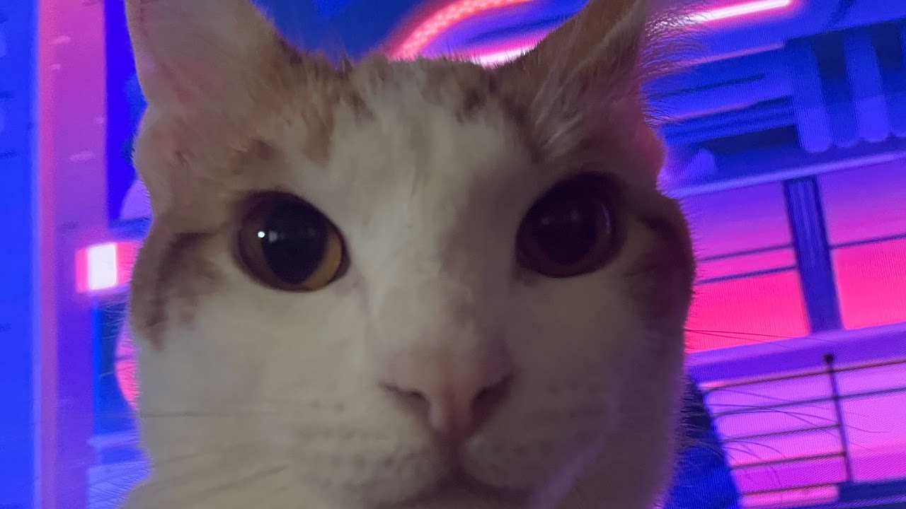 dingo Ben UWU Live Stream - YouTube