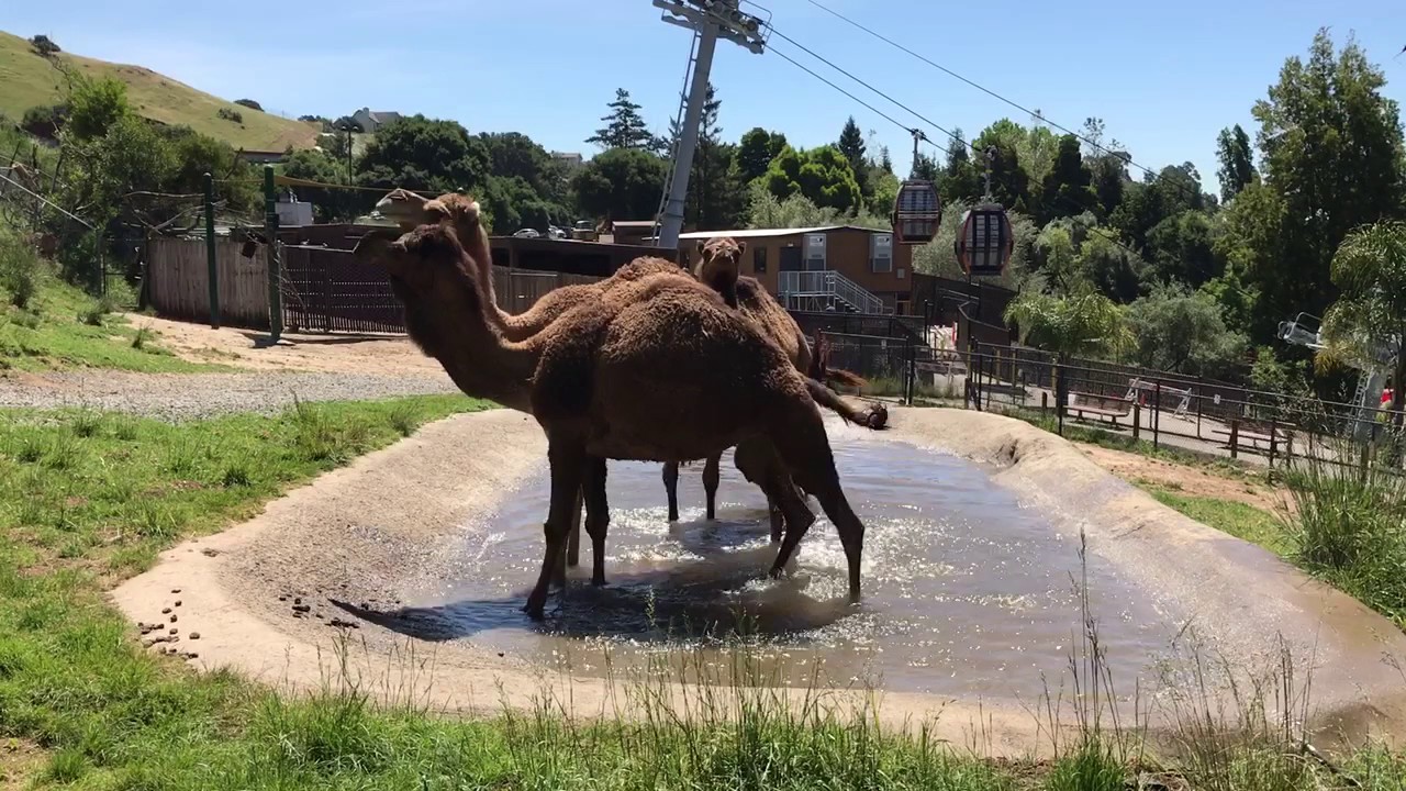 Camels cooling off in pool - YouTube