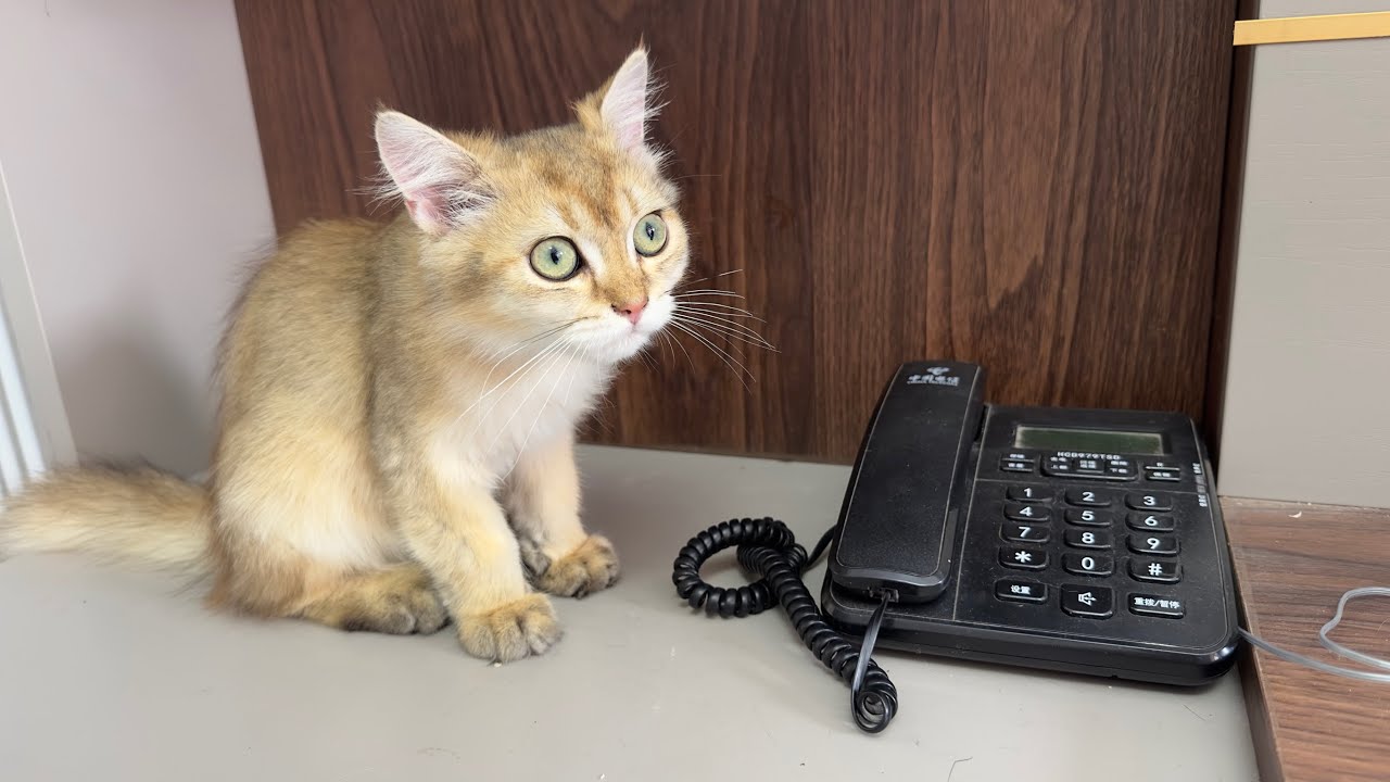 How does the lovely kitten react when the phone rings? That's hilarious ...