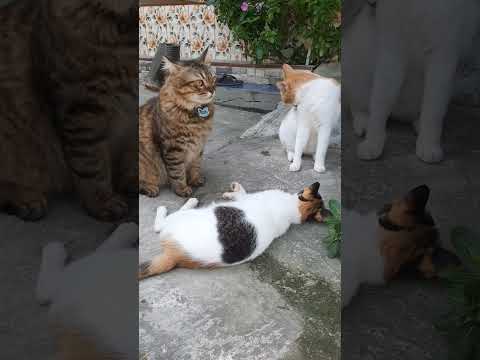 3 Menit lihat Chilo Gelud sama Ticil