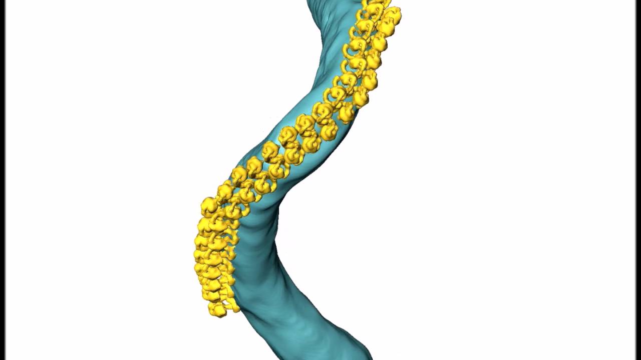 Helical arrays of U-shaped ATP synthase dimers form tubular cristae in ...