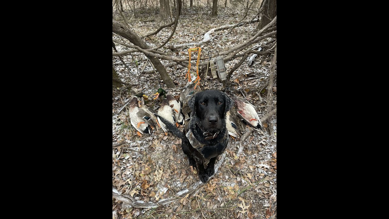 Good Ole Beaver Slew Mallard Beat Down!!! - YouTube