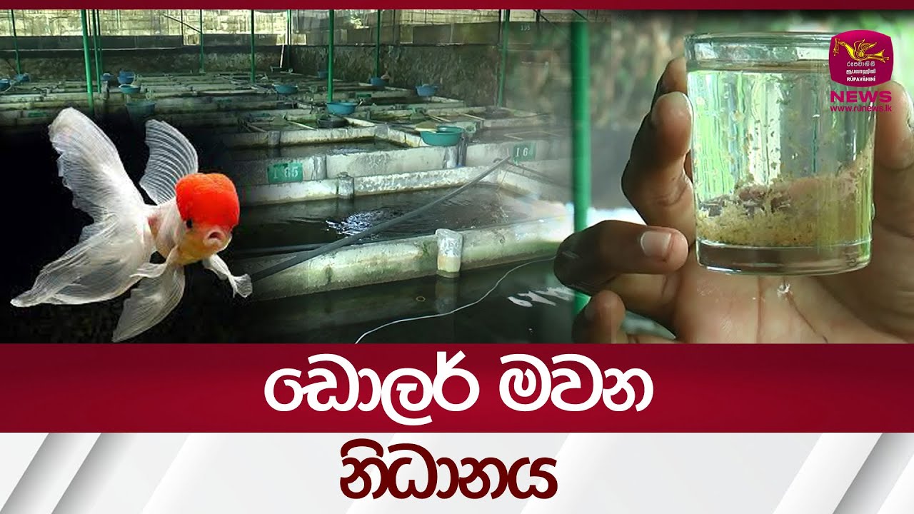 ඩොලර් මවන නිධානය| Fish Farming - YouTube
