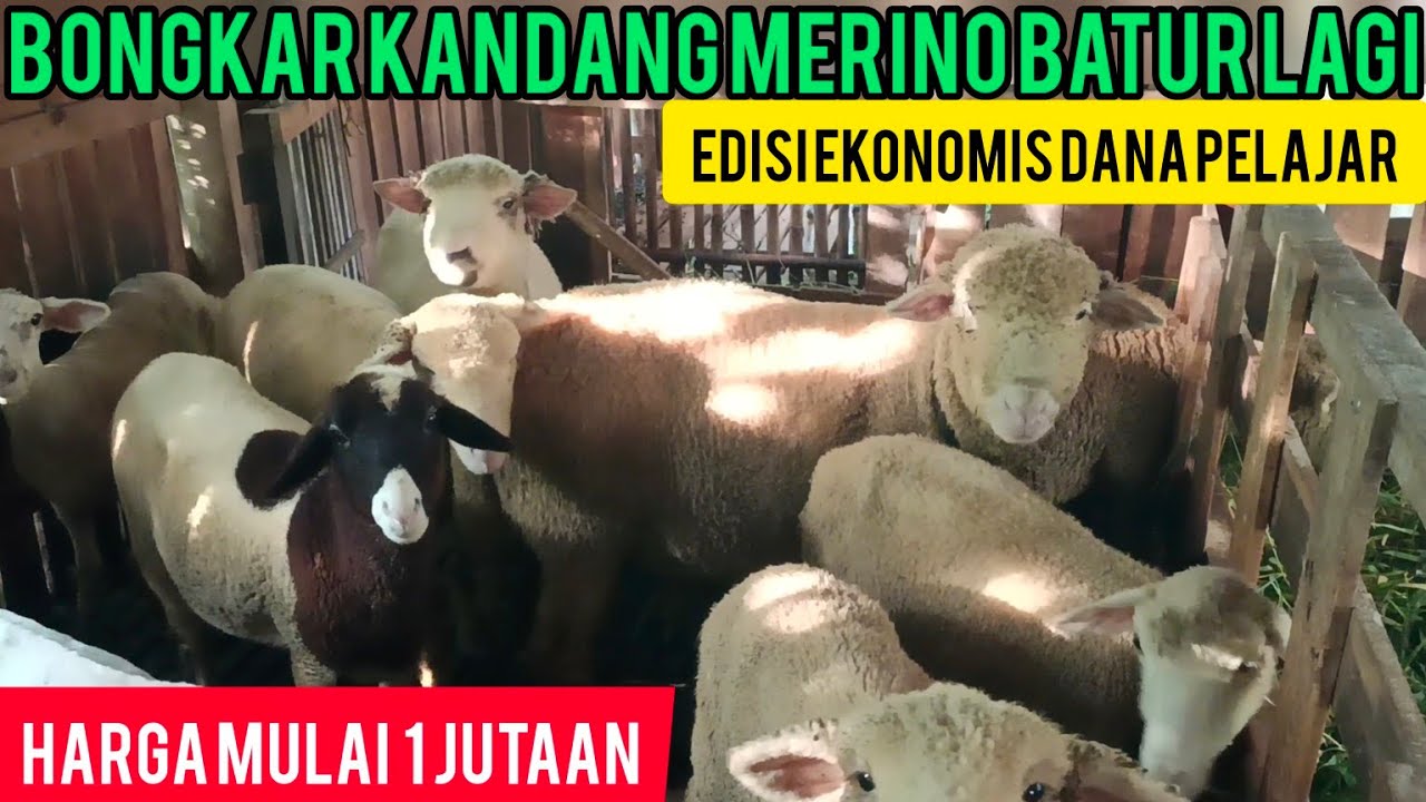 OBRAL MURAH 1 JUTAAN HARGA KAMBING DOMBA MERINO BATUR DI MITRA ARJUNA ...