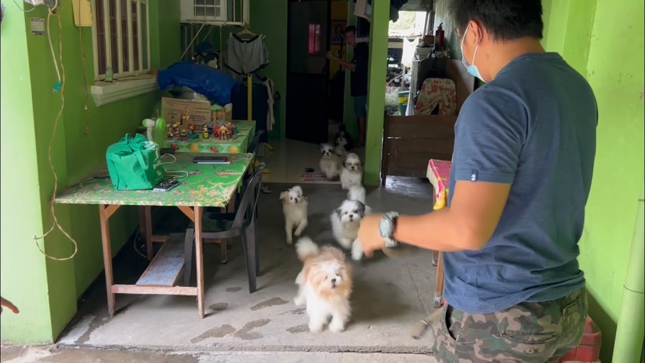 Away ng mga Aso - YouTube