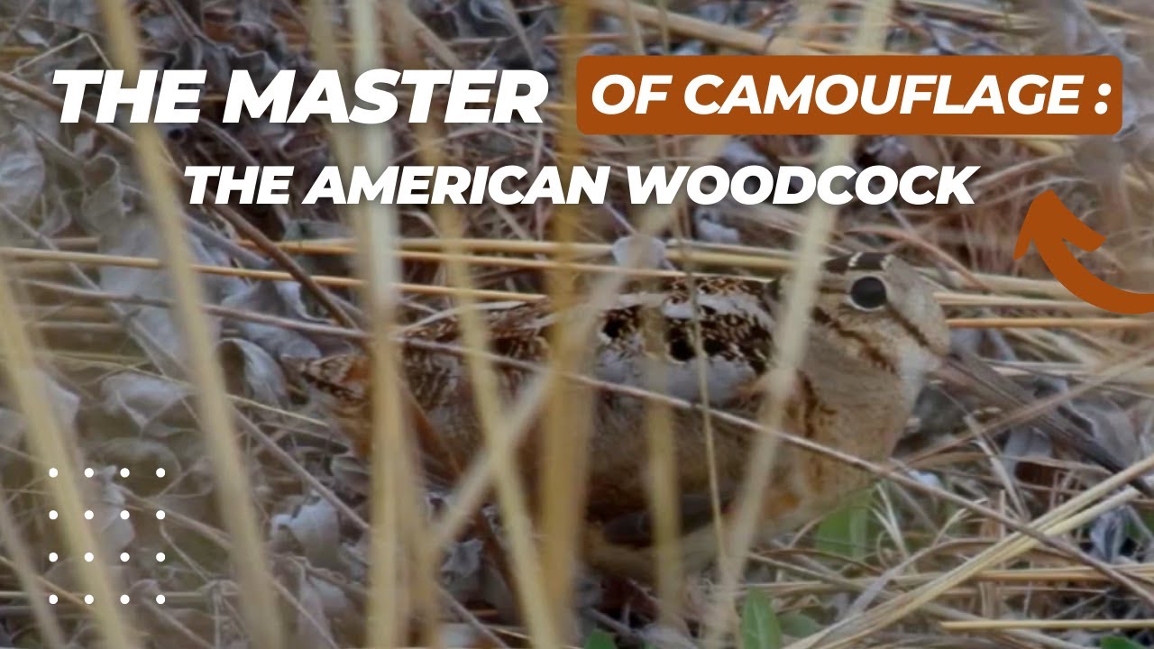 The Master of Camouflage: The Timberdoodle (American Woodcock) - YouTube