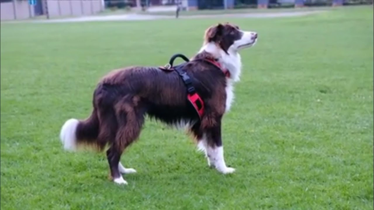 Dog In The Grass - Paa Animals - YouTube