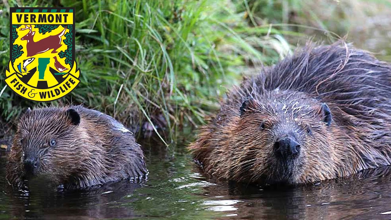 Scat and Track S2E2 - Beaver - YouTube