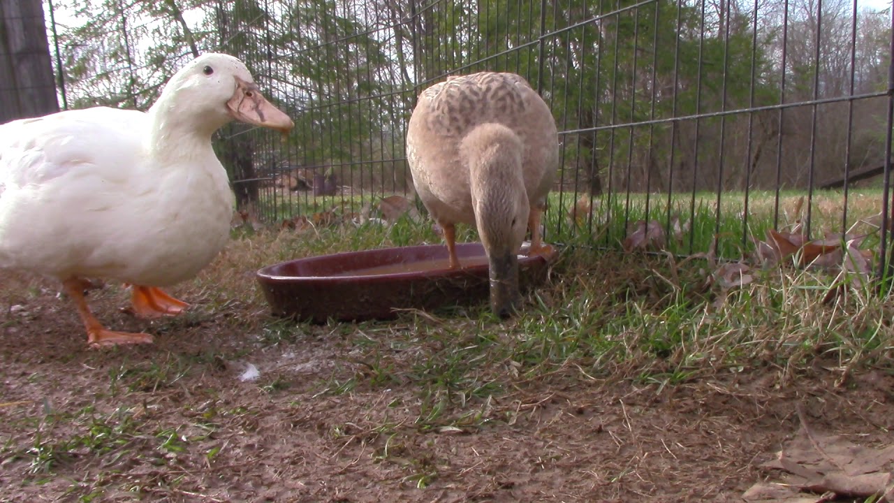 Hidden Duck Cam ;) - YouTube