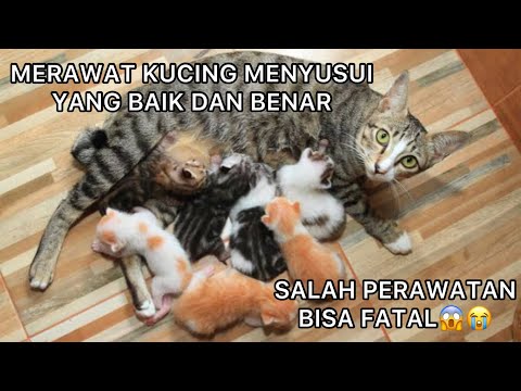 Cara Merawat induk kucing menyusui dengan baik dan benar, jangan sampai salah