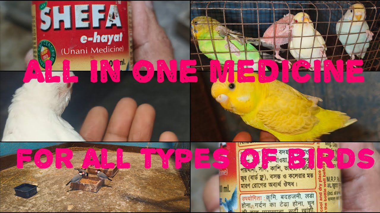 Shefa medicine use karne ke baad or koi bhi medicine nhi chaiye hoga ♥️ ...