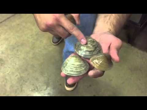 Clam Sizing! - YouTube