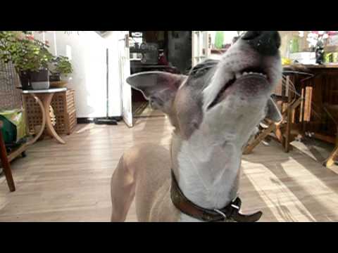 Whippet Window Cleaner - YouTube