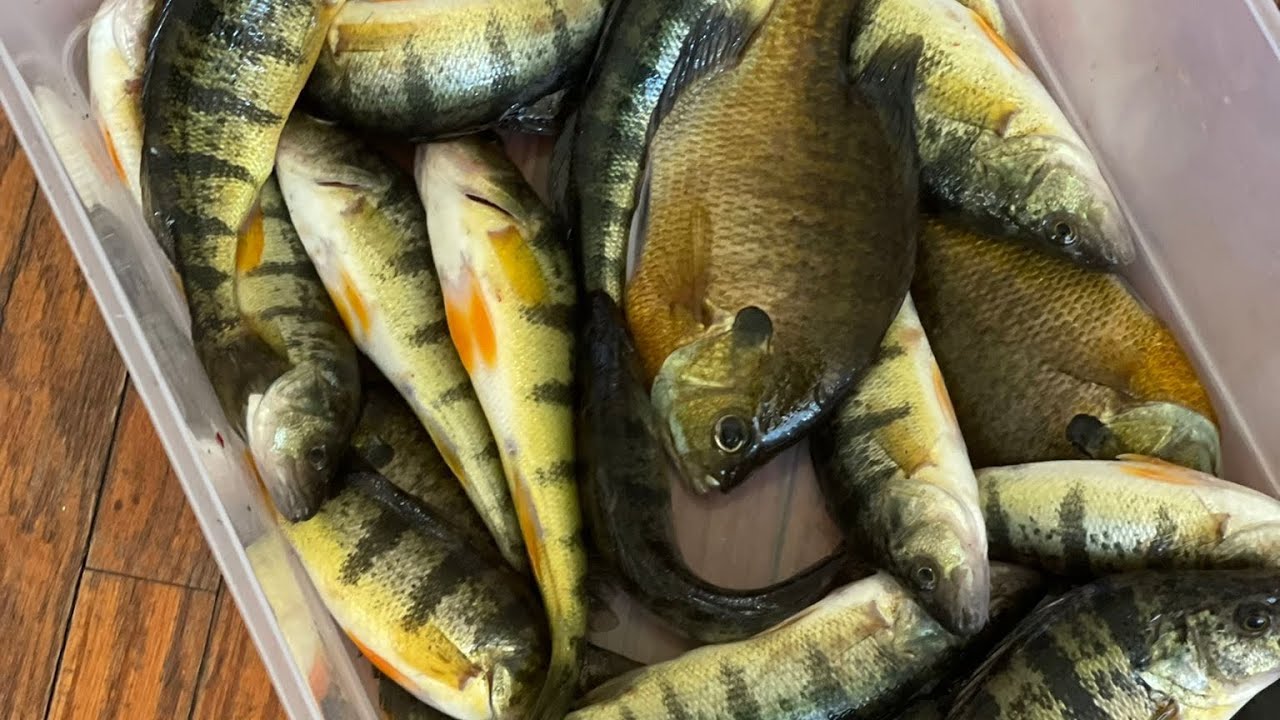 Float fishing //yellow perch fish// Amazing fishing// unique fishing ...