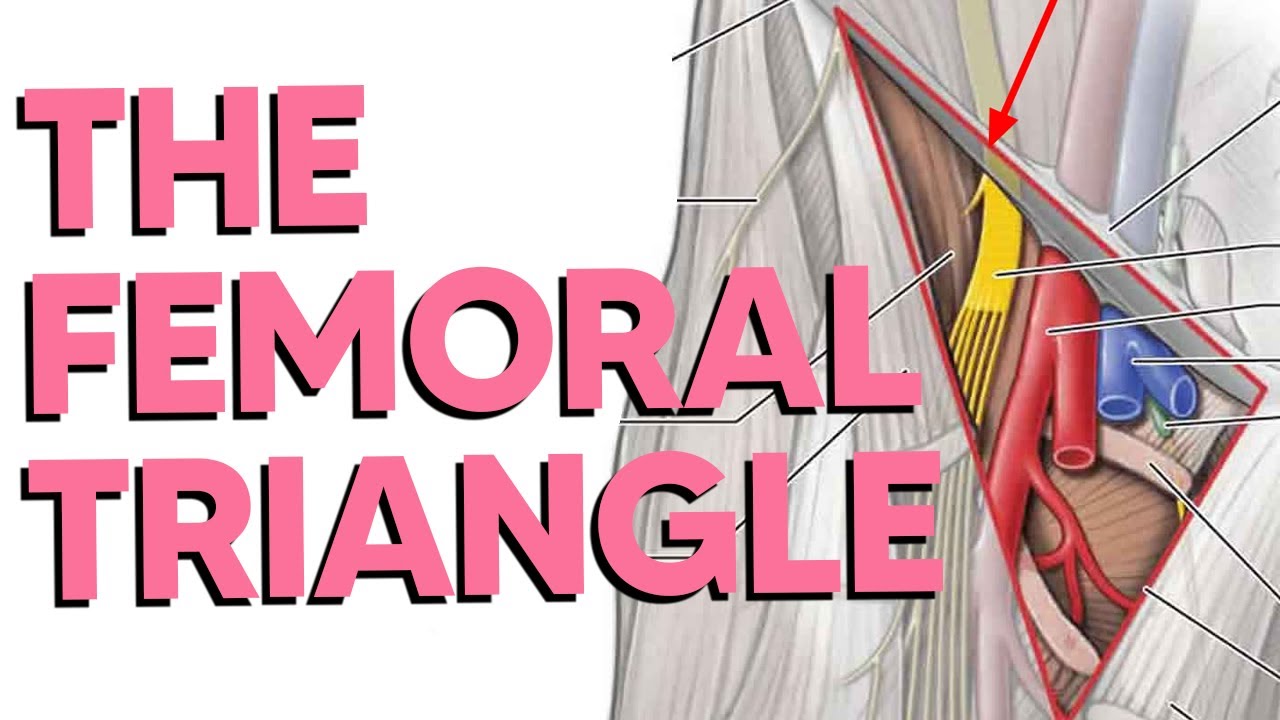 Easy Femoral Triangle Mnemonic - YouTube
